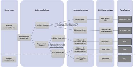 Diagnostic Algorithm For Hairy Cell Leukemia Hcl And Hcl‐like