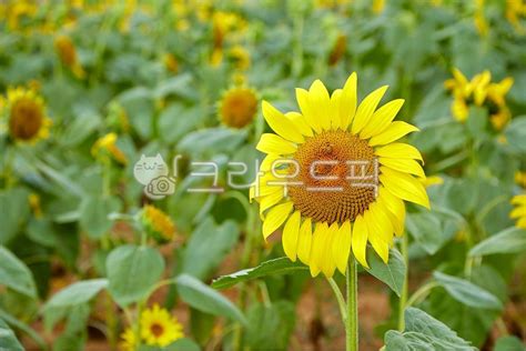 해바라기 여름 꽃밭 해바라기밭 꽃 사진이미지일러스트캘리그라피 포토비작가
