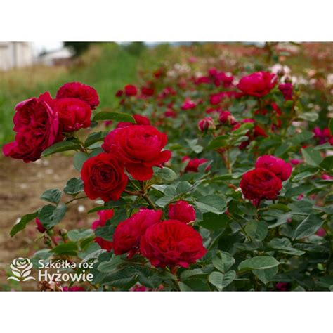 André Rieu™ Silnie Pachnąca Róża Rabatowa Hyżowie