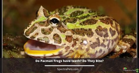 Do Pacman Frogs Have Teeth Do They Bite