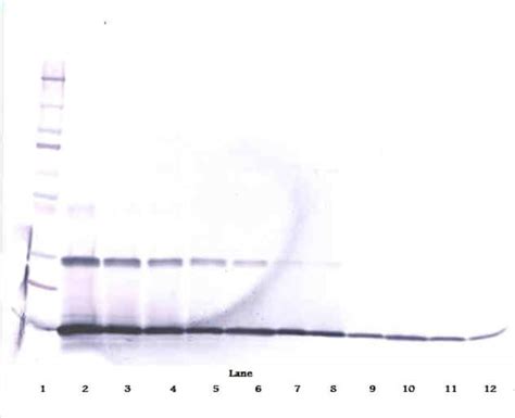 Il 9 Polyclonal Antibody Biotin Peprotech® Invitrogen™ 25 μg Biotin