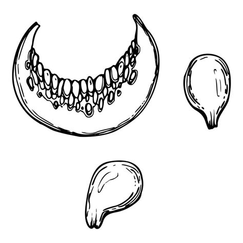 Hand Drawn Ink Vector Pumpkin Gourd Squash Sketch Illustration Art For