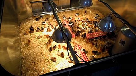 New Chicken Brooder YouTube