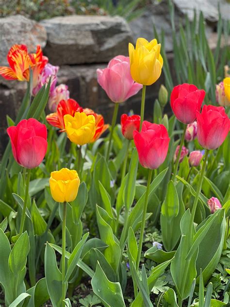 Everything You Need To Know For Beautiful Spring Bulbs Curbly