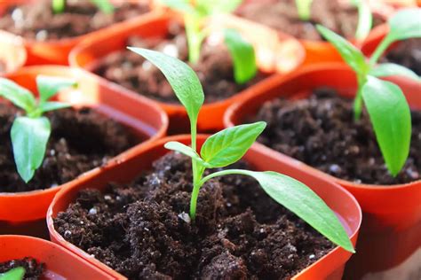Nutrition And Best Options For Fertilizer For Chilli Plants