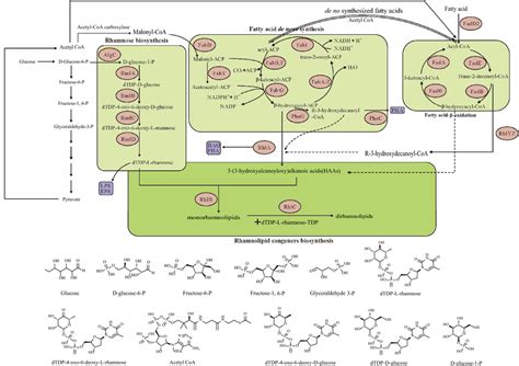 Rhamnolipid Congeners Biosynthesis Pathways In P Aeruginosa The