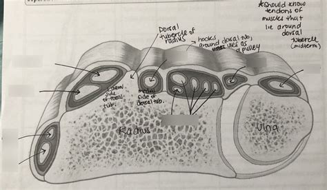 Diagram Of Lecture 14 Forearm Extensors Quizlet