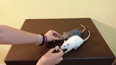 Вкусняшки для крысы 🐭 полезно или вредно 🐀 перепелиные яйца 🐭 лакомство ...