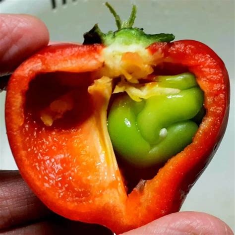 ハンディやしきさんのインスタグラム写真 ハンディやしきInstagram 毎日野菜生活 パプリカを切ったらびっくり 笑 パプリカ