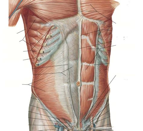Diagram Of Axial Muscles Quizlet