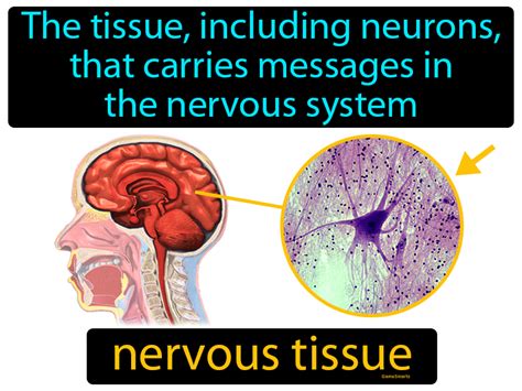 Nervous Tissue Definition Image GameSmartz