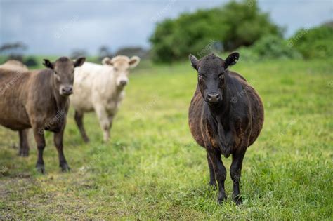 Premium Photo Close Up Of Dairy Cows In The Field Angus And Murray