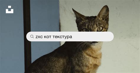 Zxc Кот Текстура Pictures Download Free Images On Unsplash