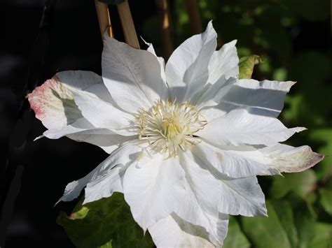 Clematis 'Midori' - Clematis 'Midori' - Baumschule Horstmann