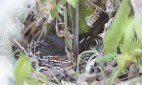Photos Spotted Towhee Pipilo Maculatus Birds Of The World