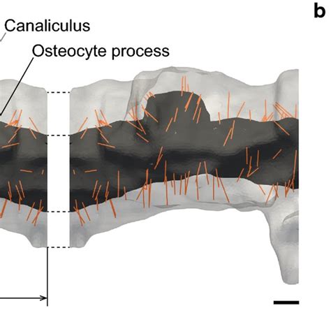 A Reconstruction Of An Image Based Model Of Osteocyte Process And