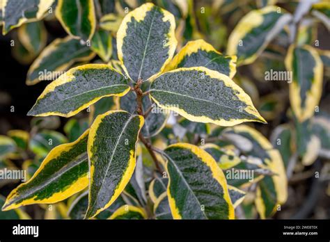 Elaeagnus Elaeagnus X Submacrophylla Elaeagnus X Ebbingei Viveleg