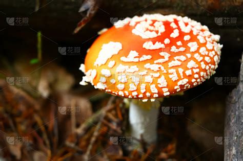 秋天 毒蝇菇 蘑菇 森林 概念和主题 自然 鹅膏菌 水平画幅 无人 有毒生物体