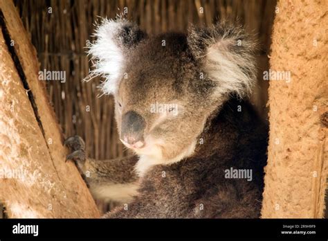 The Koala Has A Large Round Head Big Furry Ears And Big Black Nose