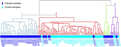 Hierarchal Clustering Of 135 Samples Based On The 26 Fredepaths Download Scientific Diagram
