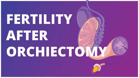 Fertility After Orchiectomy Effects Of Surgery Chemotherapy And Radiotherapy Alltesticles