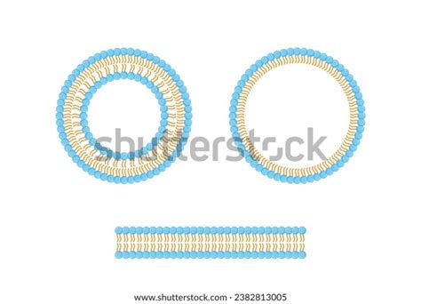Liposome Micelle Bilayer Structure Phospholipid Hydrophilic Stock
