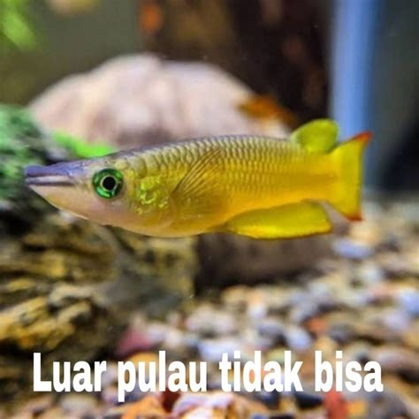 Jual Hiasan Pancak Mini 5 Pcs Shopee Indonesia