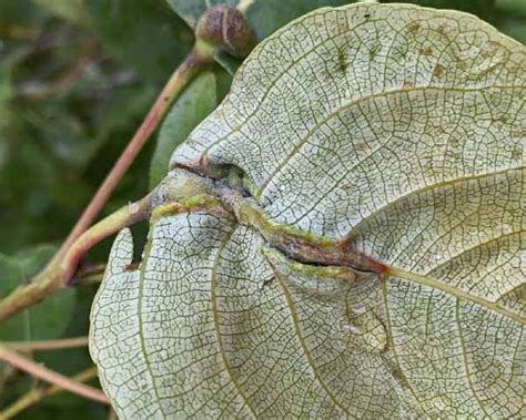 Pemphigus Monophagus Monophagous Poplar Gall Aphid Identification Images Ecology Control