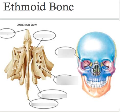 Ethmoid Bone Diagram Quizlet