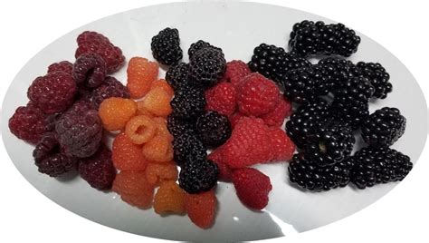 Raspberry Colors Blackberries And Blueberries Raspberry Knoll