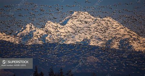 Flock Of Snow Geese In Flight With Mt Baker Behind Skagit Valley