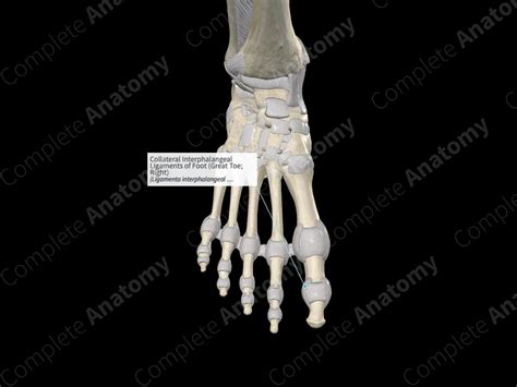 Collateral Interphalangeal Ligaments Of Foot Great Toe Left