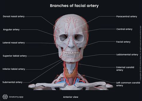 External Carotid Artery Anatomyapp