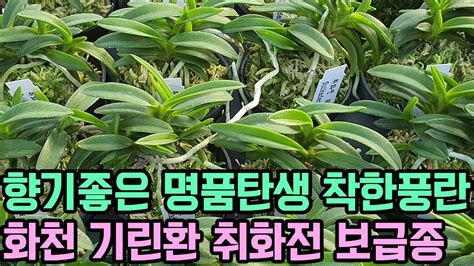 향기좋은 명품탄생 착한풍란 화천 기린환 취화전 보급종 풍란부귀란 꽃밭에서 난원 난테크 재테크 식테크 초특가 춘란