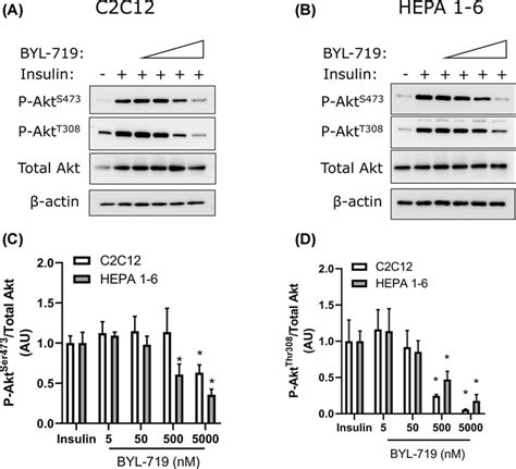 Liver Akt Phosphorylation At S473 And T308 Is More Sensitive To Byl 719