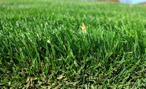 Grass The Earths Blanket Dozr