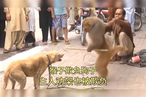 猴子欺负狗子，主人劝架，连主人一起打，太坏了主人猴子