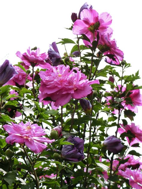 ムクゲ木槿 八重 赤紫 2018 7月中旬昨年下旬撮影の花 K U R A D A S H I