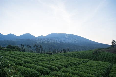 A Lush Carrot Plantation Plot On A Hillside With Mountains In The