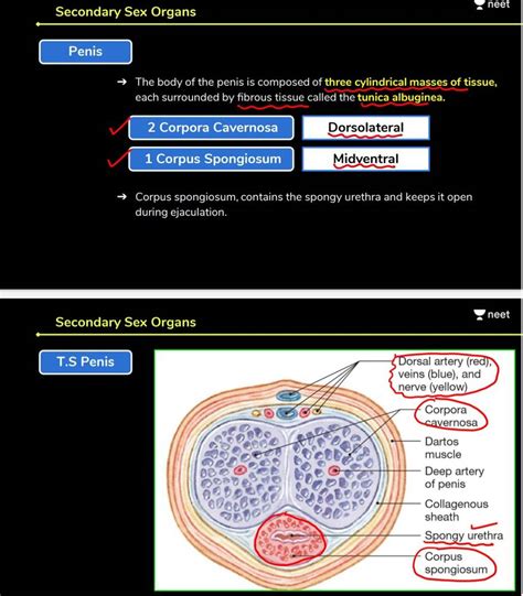 Secondary Sex Organs Penis → The Body Of The Penis Is Composed Of Three C