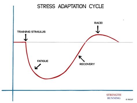 Stress Adaptation Cycle Strength Running
