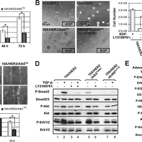 Tgf ␤ Signaling Desensitizes Bt474 Cells To Trastuzumab A Bt474