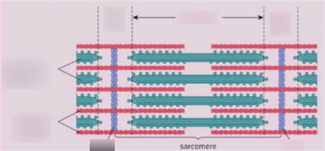 Sarcomere Diagram Quizlet