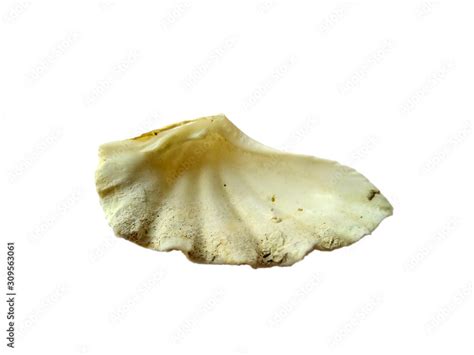 Composition Of Exotic Sea Shells On A White Background Set Of Various
