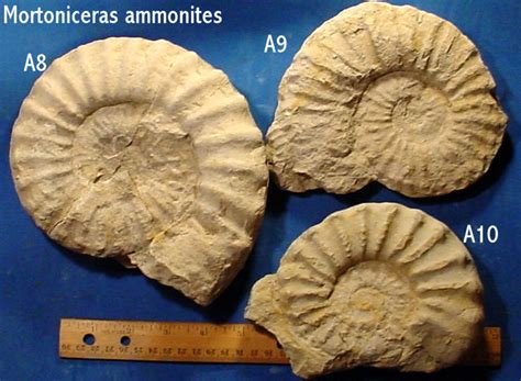 Marine Fossils In Texas At Esperanza Bruns Blog