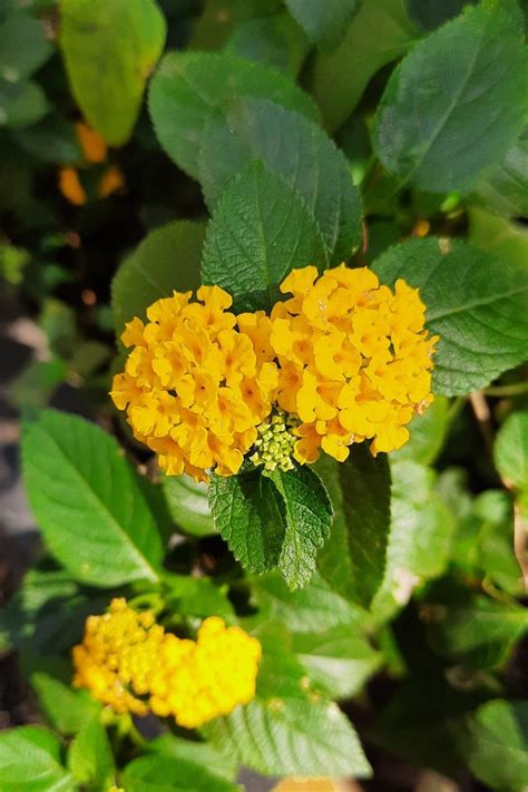Yellow Lantana In 2024 Yellow Lantana Lantana Lantana Plant