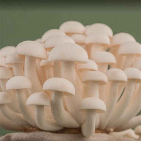 Good Quality Fresh White Shimeji Mushroom Fresh Land China