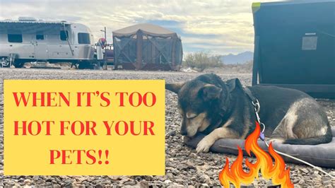 Essential Tips For Boondocking With Pets In Extreme Weather Keep Them