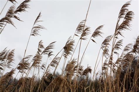 Free Picture Long Dry Yellowish Brown Grass In Shadow