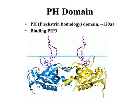 6 Rtk Signaling Mapk Akt Pdfcell Signaling Presentation Ppt